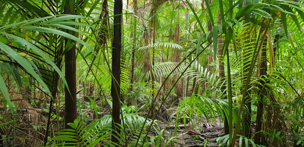 Alive – SAILING CHILLI